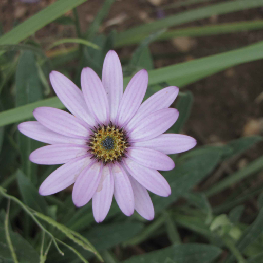 Cape Daisy (Dimorphotheca Jucunda) Plant Care & How to Grow, Water