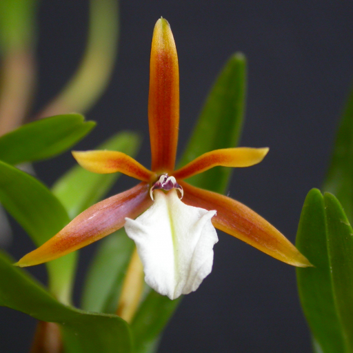 Dinema Polybulbon Care Guide: Water, Soil & Propagation - Plantiary