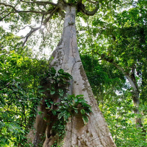Dinizia Excelsa Care Guide: Water, Soil & Propagation - Plantiary