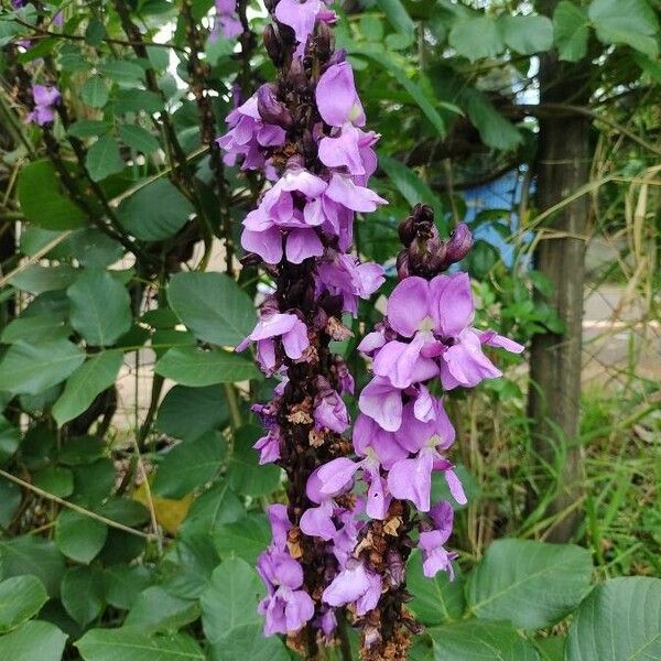 Dioclea Guianensis Plant Care & How to Grow, Water