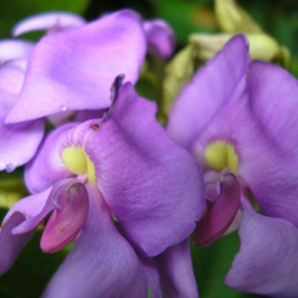 Dioclea Malacocarpa Plant Care & How to Grow, Water