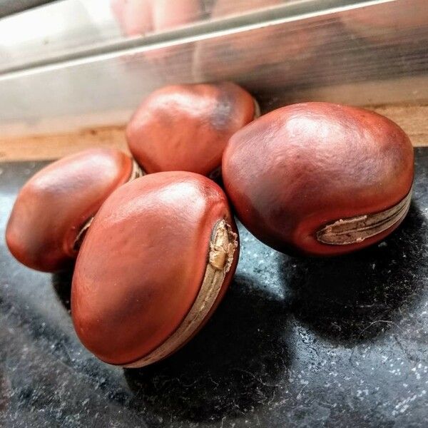 Dioclea Violacea Plant Care & How to Grow, Water