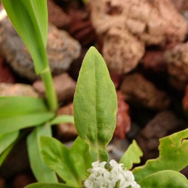 Diodia Dasycephala Plant Care & How to Grow, Water