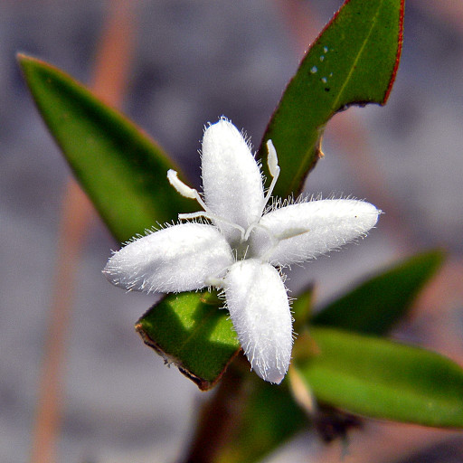 Virginia Buttonweed (Diodia Virginiana) Care Guide: Water, Soil ...