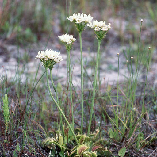 Venus Flytrap (Dionaea Muscipula) Plant Care & How to Grow, Water