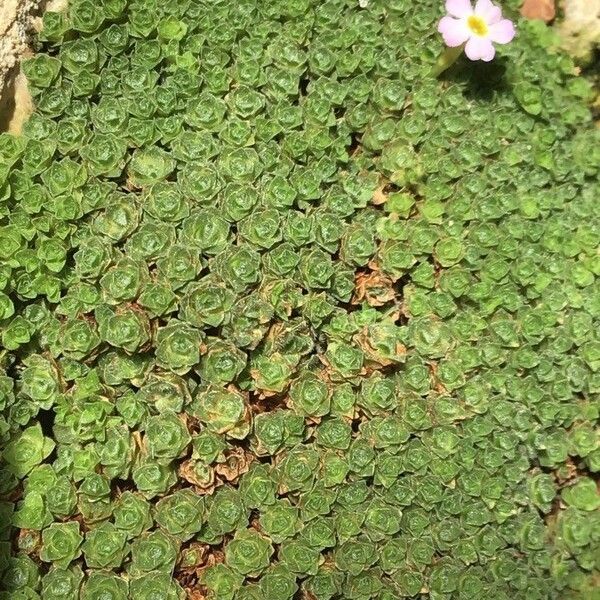 Dionysia Curviflora Care Guide: Water, Soil & Propagation - Plantiary