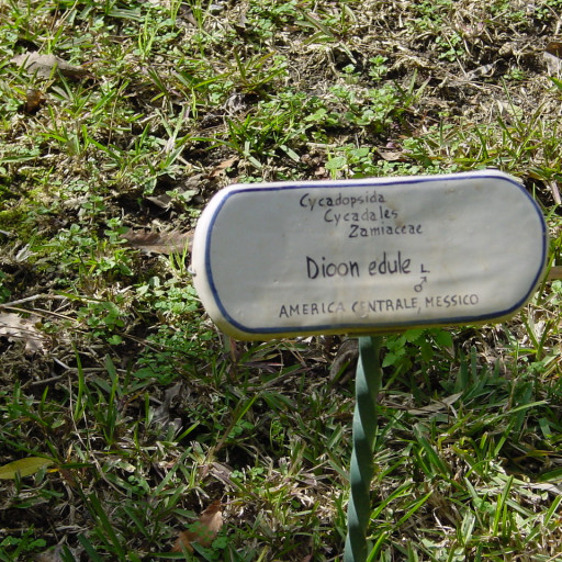 Virgin's Palm (Dioon Edule) Plant Care & How to Grow, Water