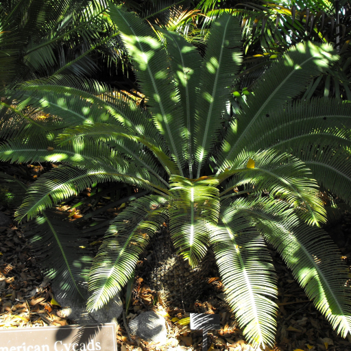 Merolae Cycad (Dioon Merolae) Plant Care & How to Grow, Water