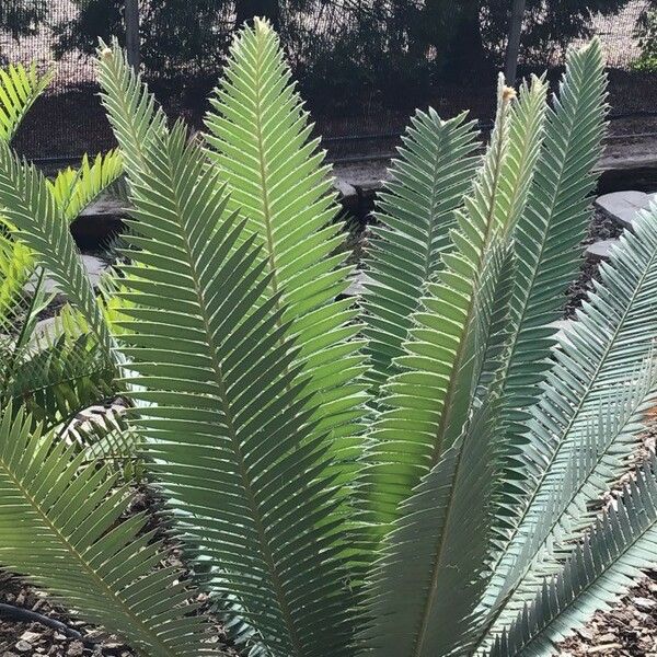 Dioon Pectinatum Plant Care & How to Grow, Water