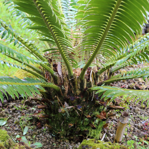 Dioon Rzedowskii Care Guide: Water, Soil & Propagation - Plantiary