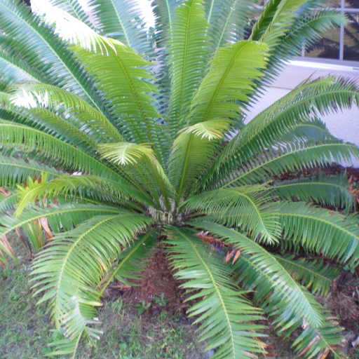 Gum Palm (Dioon Spinulosum) Plant Care & How to Grow, Water