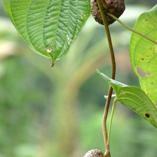 Air-Potato (Dioscorea Bulbifera) Plant Care & How to Grow, Water