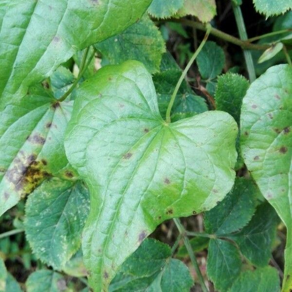 Dioscorea Calcicola Plant Care & How to Grow, Water