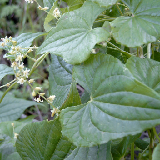 Black Bryony (Dioscorea Communis) Plant Care & How to Grow, Water