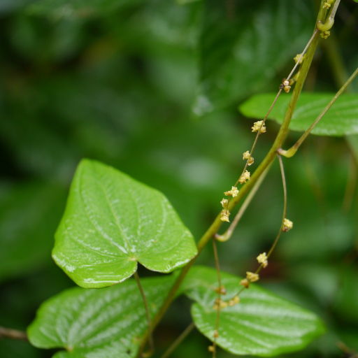 Dioscorea (Dioscorea Deltoidea) Plant Care & How to Grow, Water