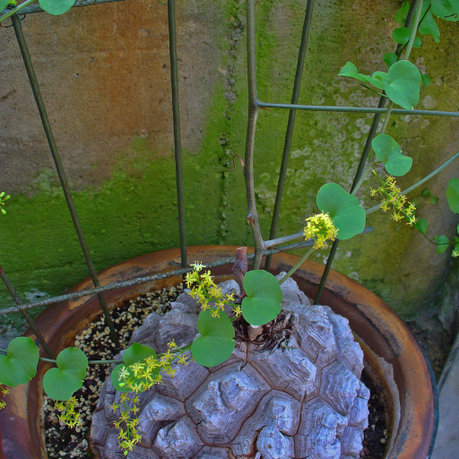 African Tortoise (Dioscorea Elephantipes) Plant Care & How to Grow, Water