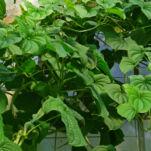 Lesser Yam (Dioscorea Esculenta) Plant Care & How to Grow, Water