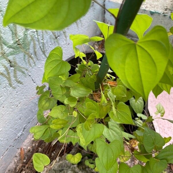 Florida Yam (Dioscorea Floridana) Care Guide: Water, Soil & Propagation ...