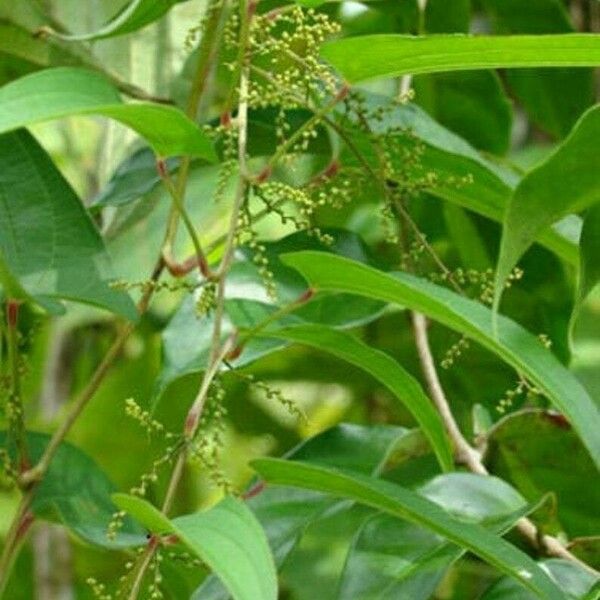 Mountain Yam (Dioscorea Hamiltonii) Plant Care & How to Grow, Water