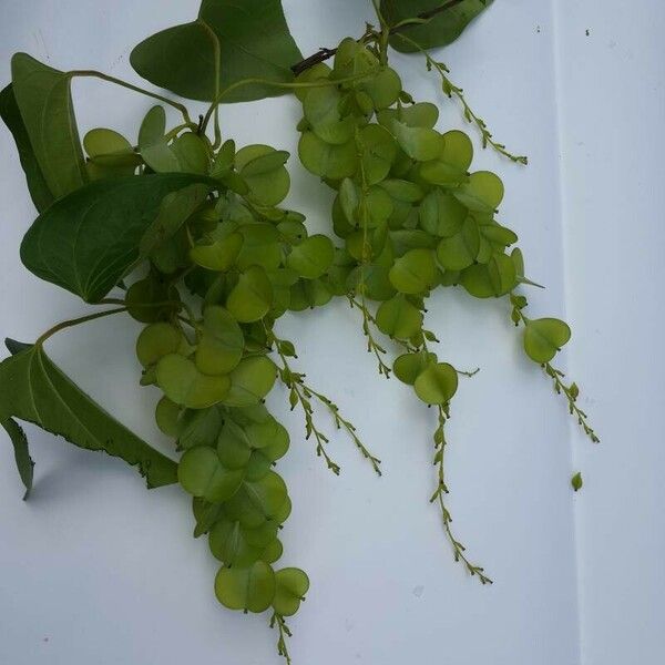 Dioscorea Hirtiflora Plant Care & How to Grow, Water