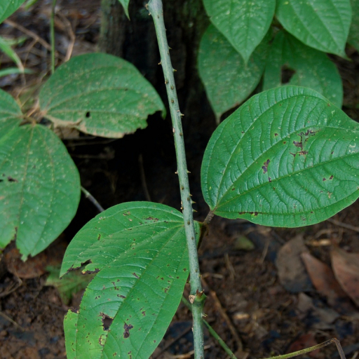 Madre De Agua (Trichanthera Gigantea) Plant Care & How to Grow, Water