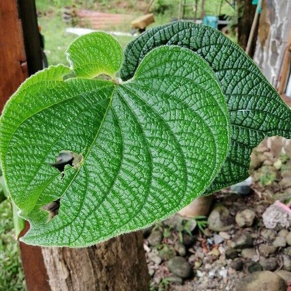 Dioscorea Hondurensis Plant Care & How to Grow, Water