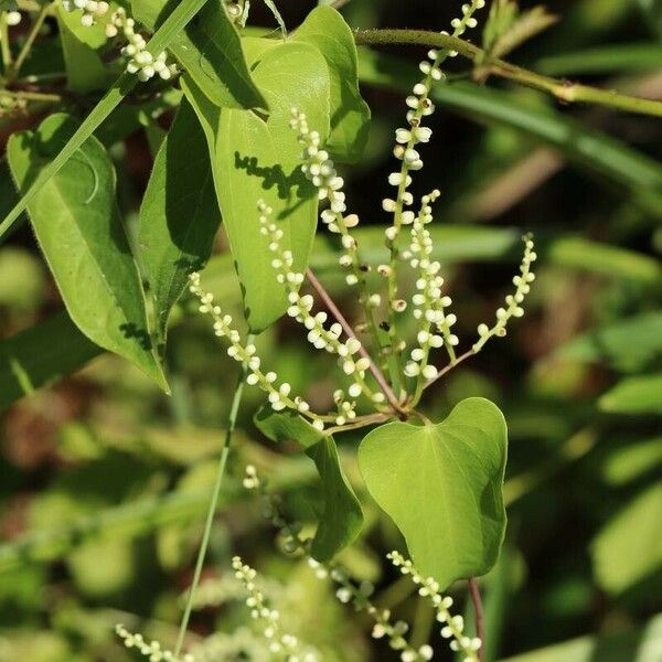 East Asian Mountain Yam (Dioscorea Japonica) Plant Care & How to Grow ...