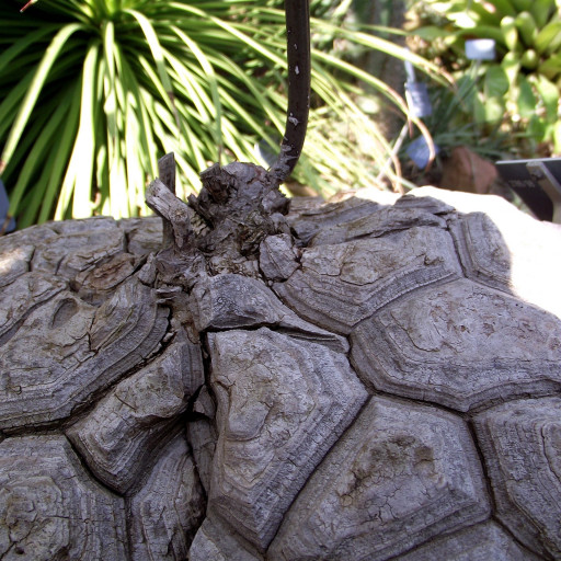 Mexican Yam (Dioscorea Mexicana) Plant Care & How to Grow, Water