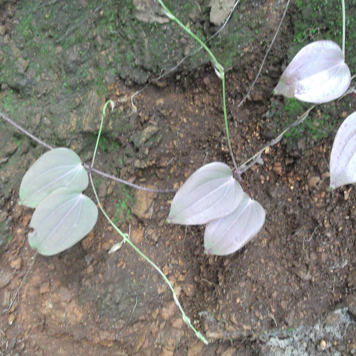 Chinese Yam (Dioscorea Oppositifolia) Plant Care & How to Grow, Water