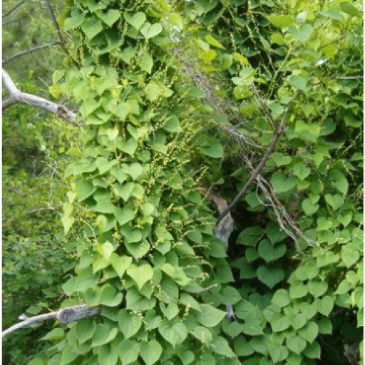 Lesser Spearwort (Dioscorea Polygonoides) Plant Care & How to Grow, Water