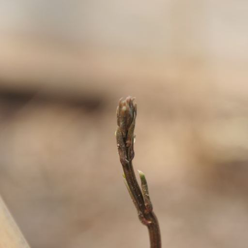 Chinese Yam (Dioscorea Polystachya) Plant Care & How to Grow, Water