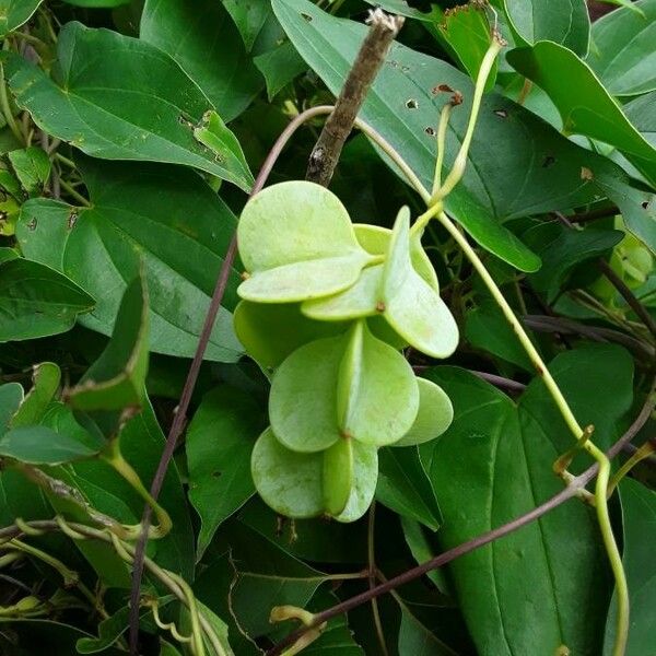 Forest Yam (Dioscorea Praehensilis) Plant Care & How to Grow, Water