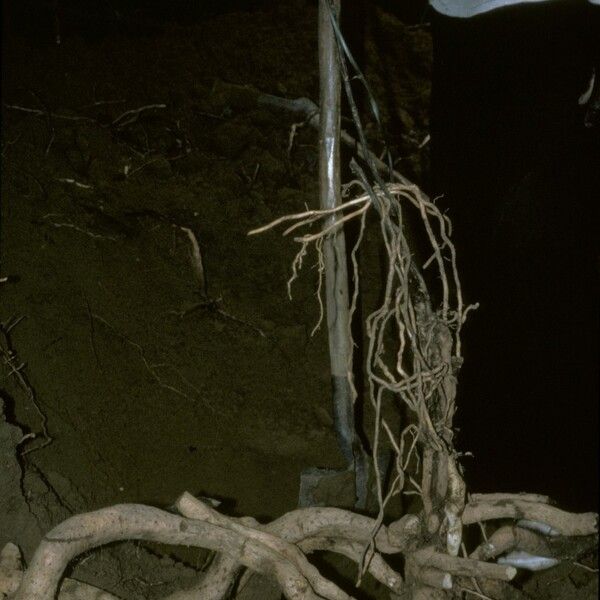 Preuss' Dioscorea (Dioscorea Preussii) Plant Care & How to Grow, Water