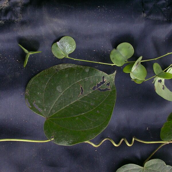 Dioscorea Pubera Plant Care & How to Grow, Water