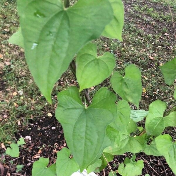 Tokoro Mountain Yam (Dioscorea Tokoro) Care Guide: Water, Soil ...