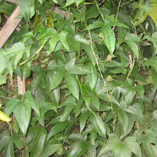 Indian Yam (Dioscorea Trifida) Plant Care & How to Grow, Water