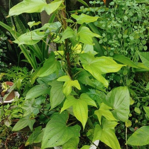 Dioscorea Trifoliata Plant Care & How to Grow, Water