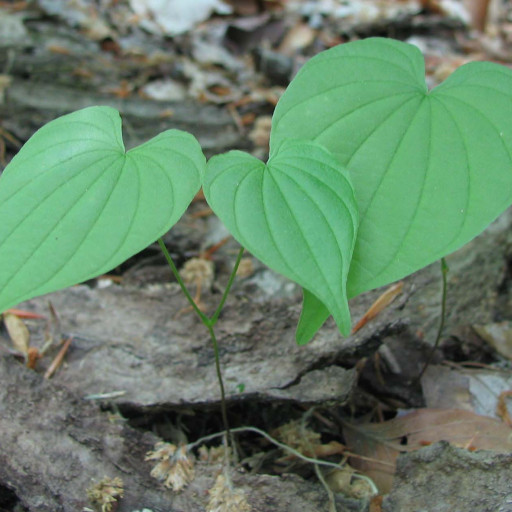 Wild Yam (Dioscorea Villosa) Plant Care & How to Grow, Water