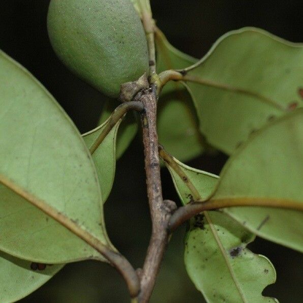 Diospyros Balansae Plant Care & How to Grow, Water