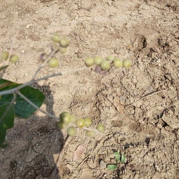 Diospyros Chloroxylon Plant Care & How to Grow, Water