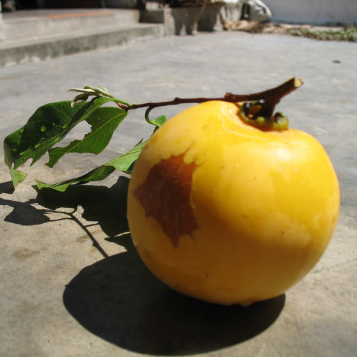 Diospyros Decandra Plant Care & How to Grow, Water