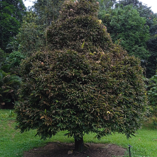 Diospyros Diepenhorstii Plant Care & How to Grow, Water