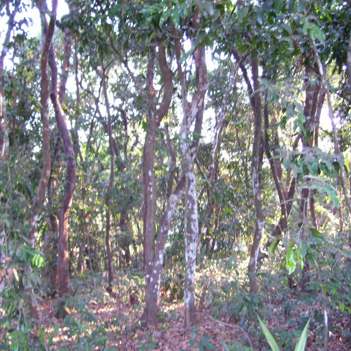Ceylon Ebony (Diospyros Ebenum) Care Guide: Water, Soil & Propagation ...