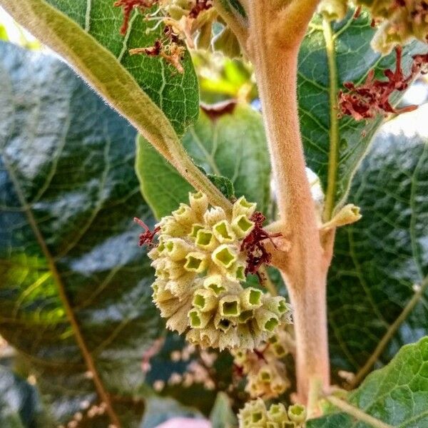 Diospyros Hispida Plant Care & How to Grow, Water