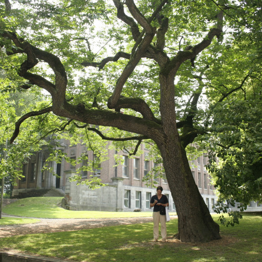 Lotus Persimmon (Diospyros Lotus) Plant Care & How to Grow, Water