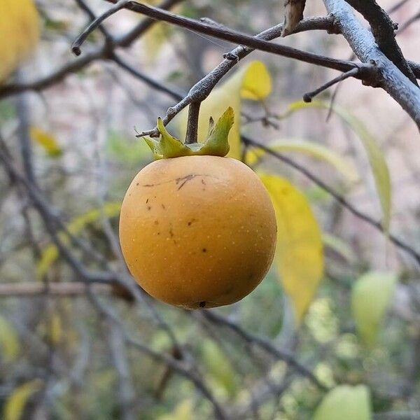 Mountain Persimmon (Diospyros Montana) Plant Care & How to Grow, Water