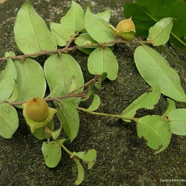 Diospyros Pancheri Plant Care & How to Grow, Water