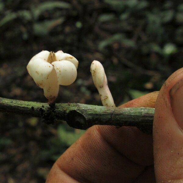 Diospyros Preussii Plant Care & How to Grow, Water