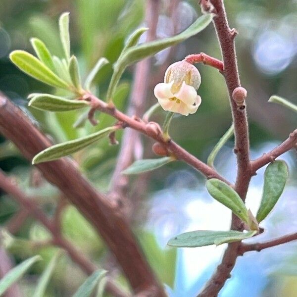 Fire-Sticks (Diospyros Pubescens) Plant Care & How to Grow, Water