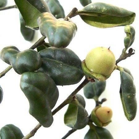 Diospyros Pustulata Plant Care & How to Grow, Water